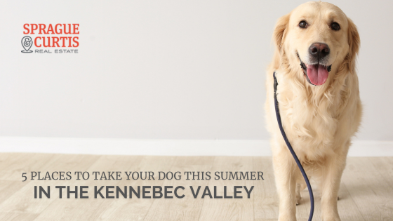 5 Places to Take Your Dog This Summer in the Kennebec Valley | Sprague ...