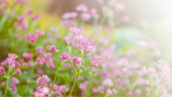 Prepare Your Augusta Garden: Must-Know Tips for a Vibrant Spring ...